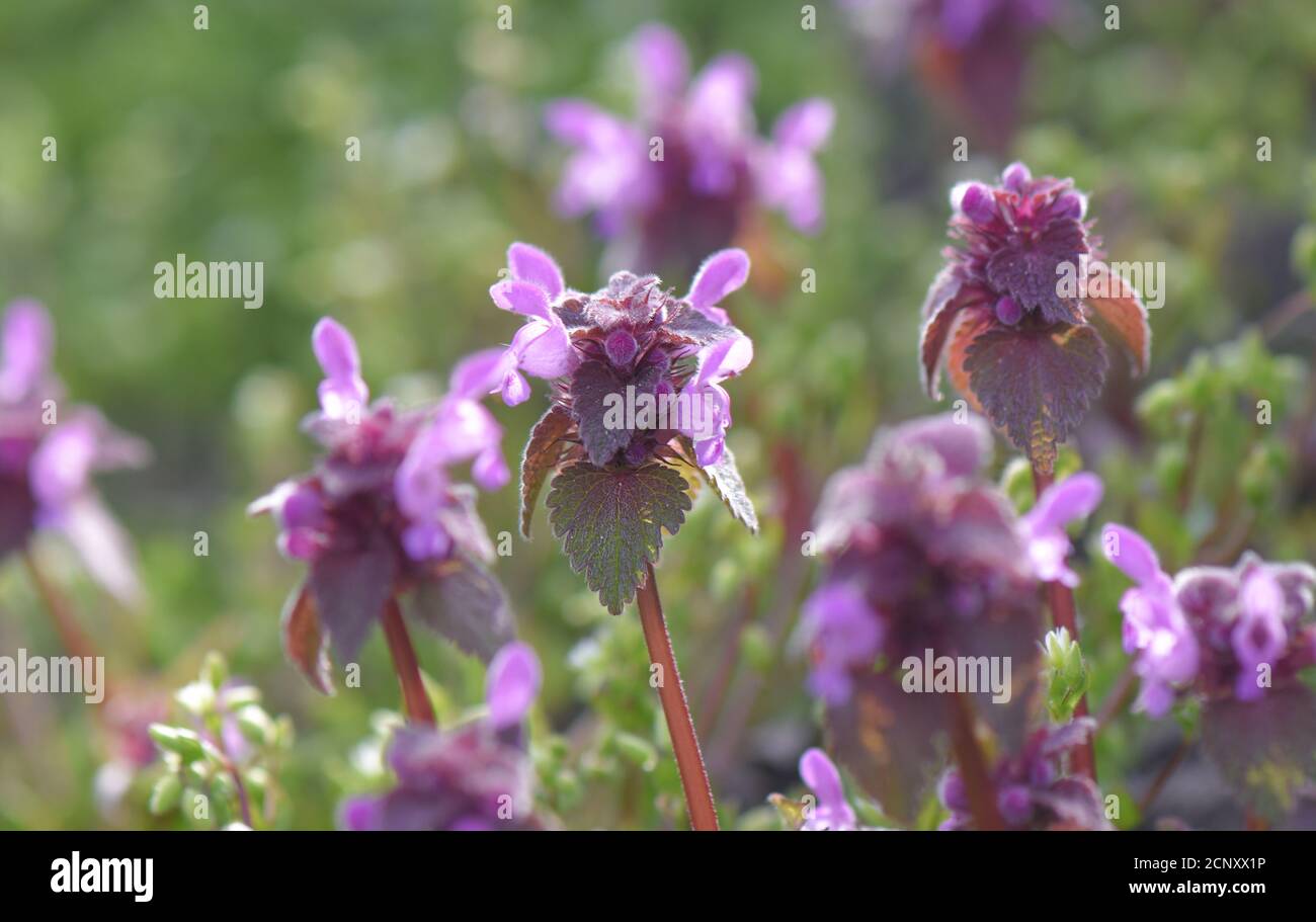 Blooming reed grass and purple flowers Stock Photo - Alamy