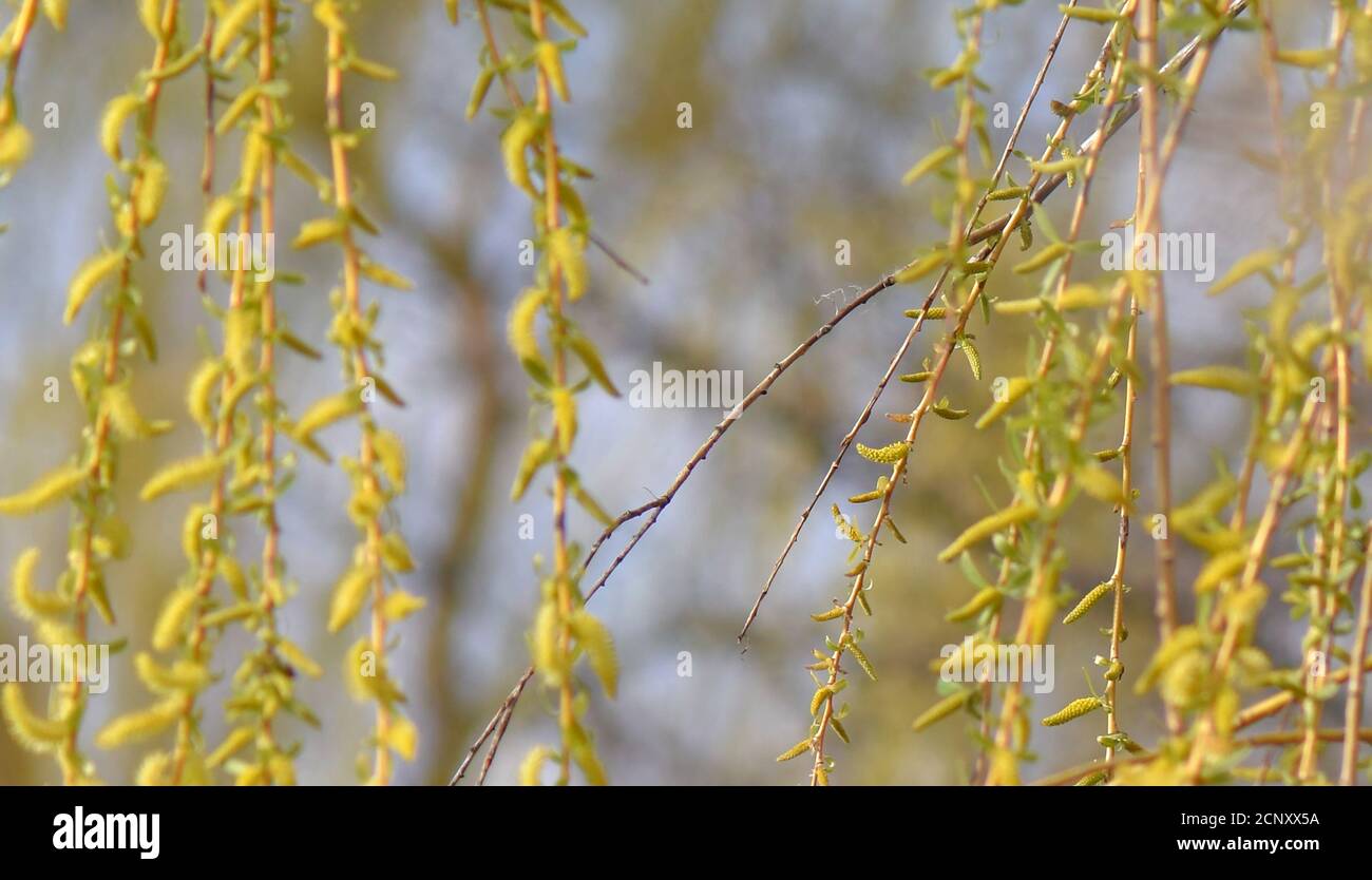Blooming reed grass and purple flowers Stock Photo - Alamy