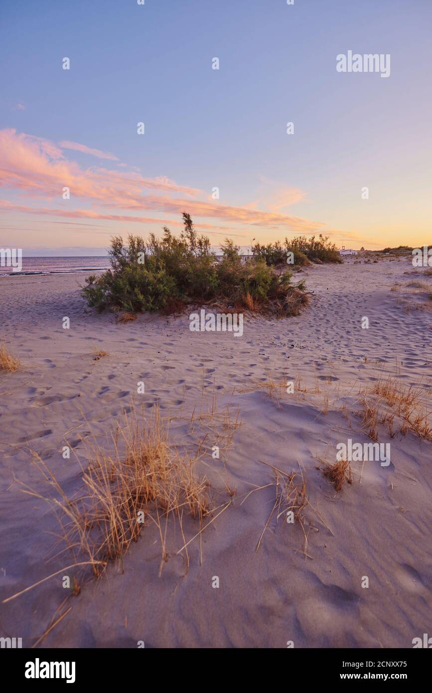 Landscape, beach, Camargue, Basse-Provence, Provence, South of France ...