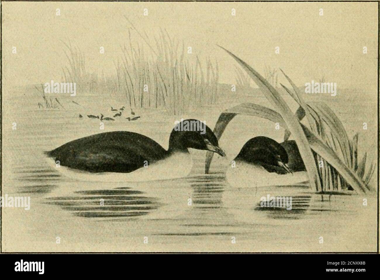 Ardea plumifera hi-res stock photography and images - Alamy