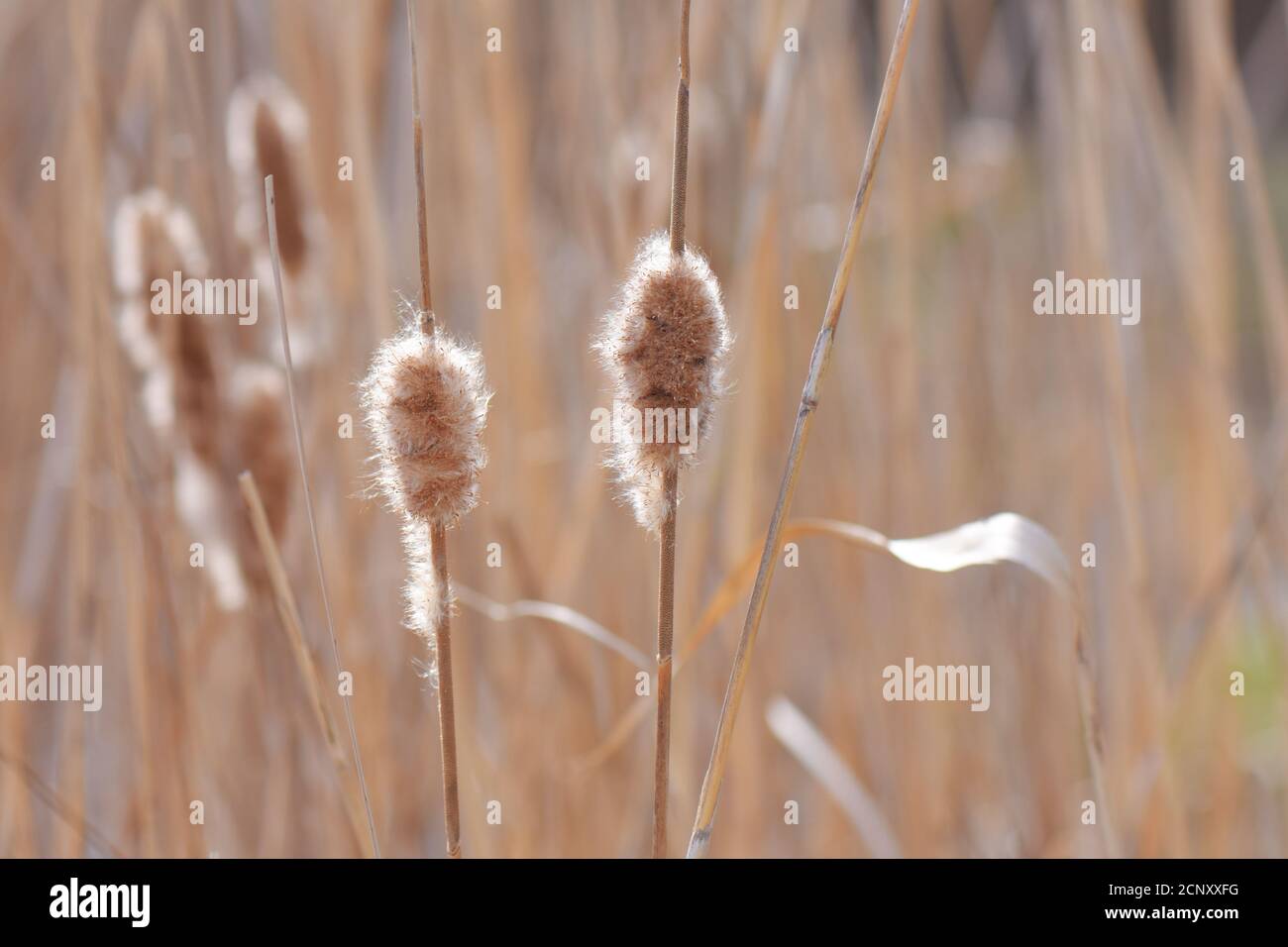 Background light colored hi-res stock photography and images - Alamy