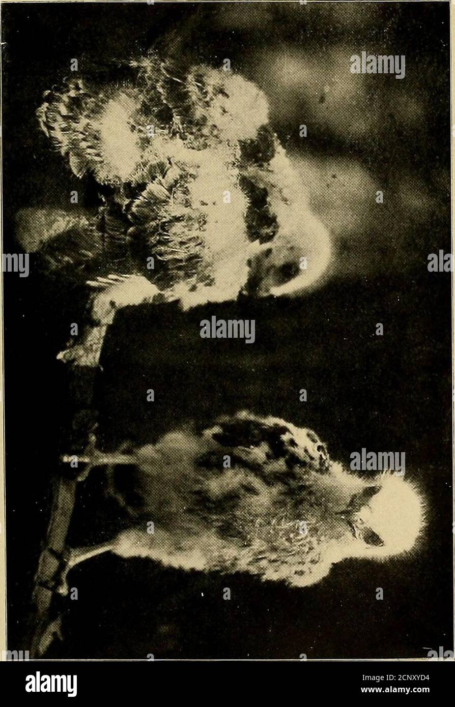 O Olecranal Region