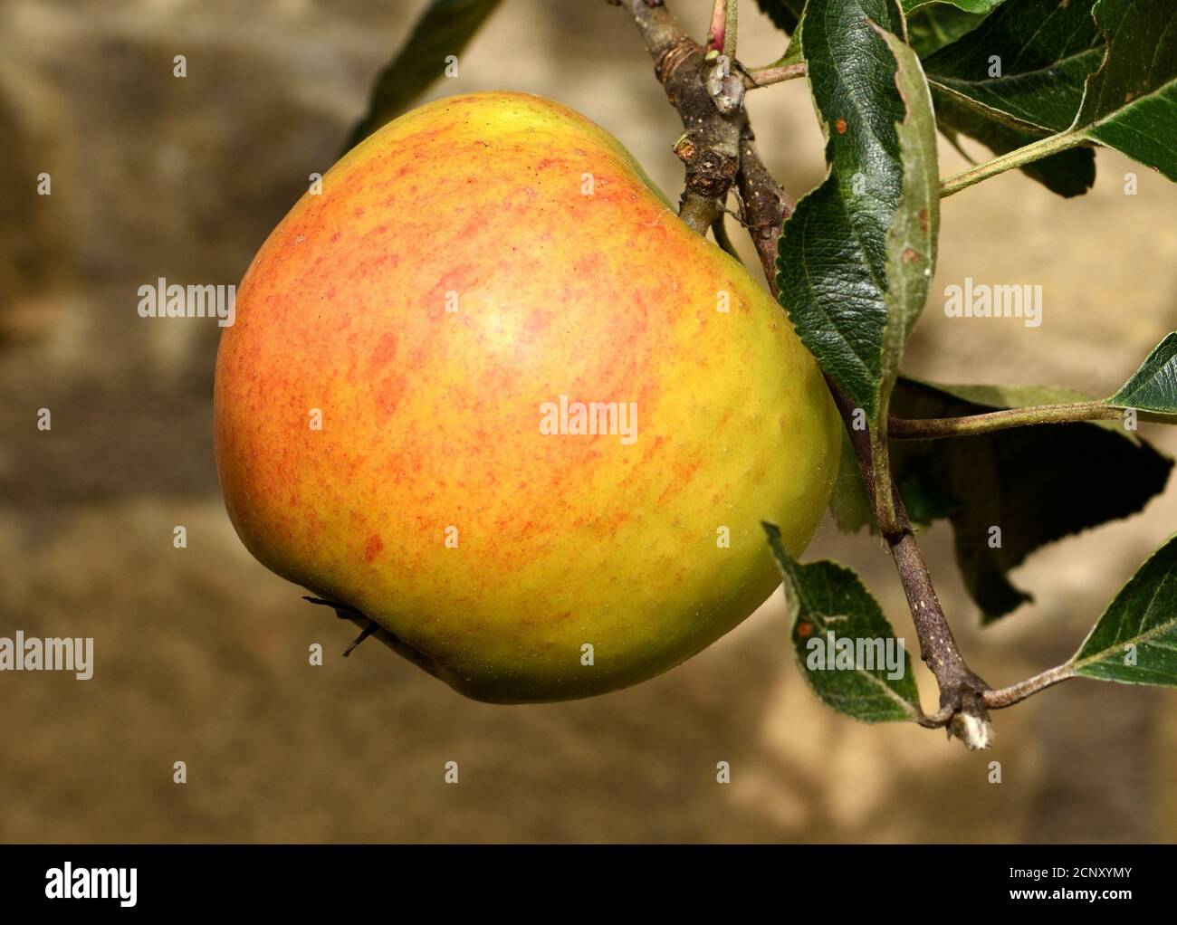 Apple jupiter hi-res stock photography and images - Alamy