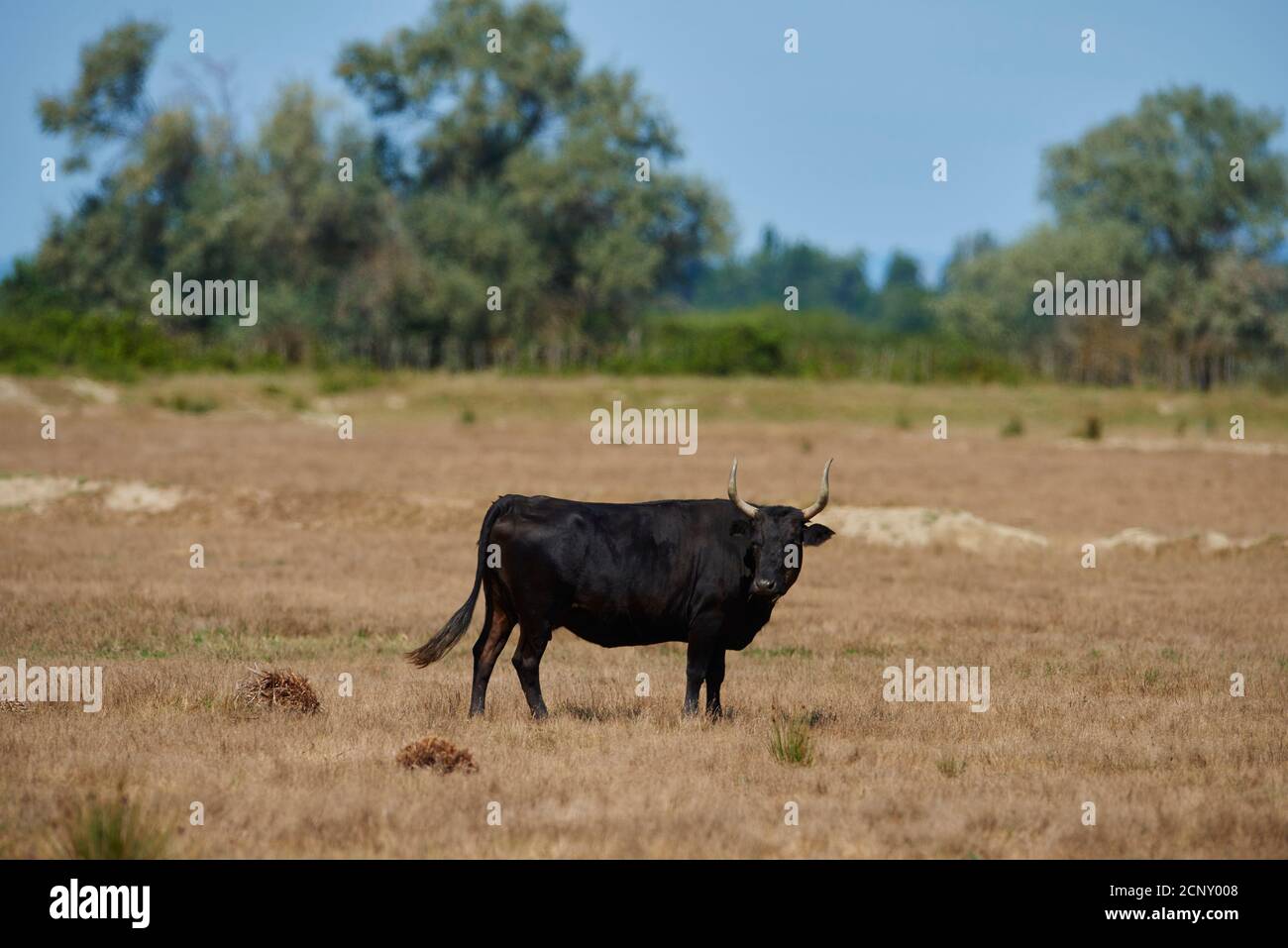 Camargue cattle (Bos taurus), field, sideways, standing Stock Photo - Alamy