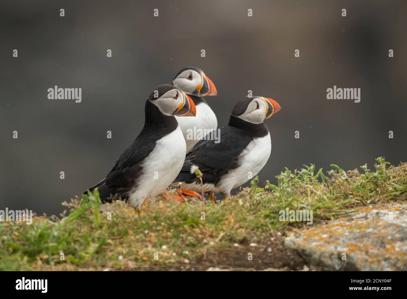 Puffin colonies hi-res stock photography and images - Alamy