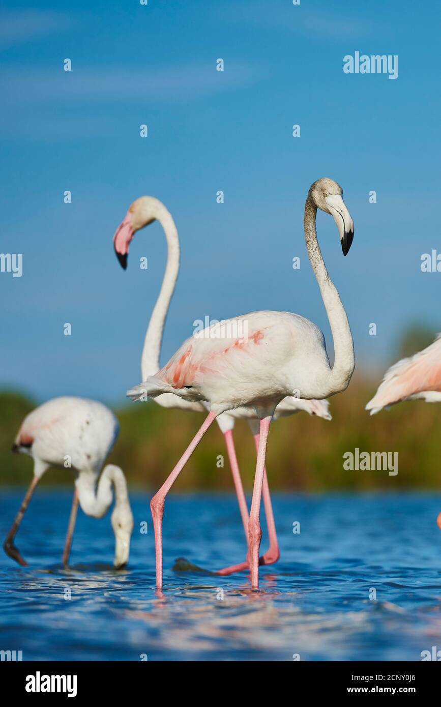 Habitat shot for greater flamingo hi-res stock photography and images ...