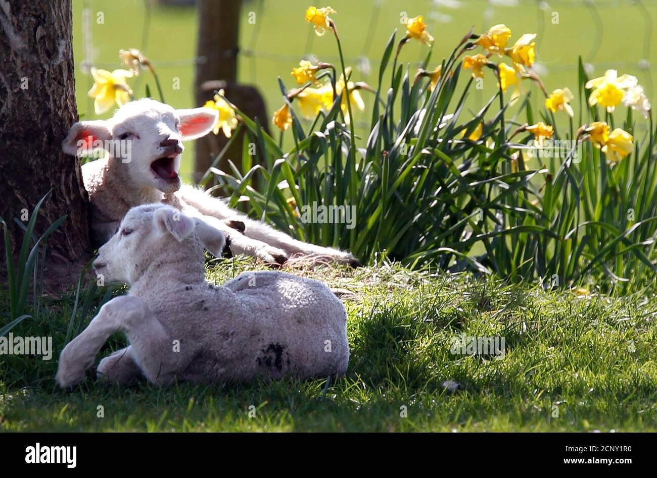 Cute lamb daffodil hi-res stock photography and images - Alamy