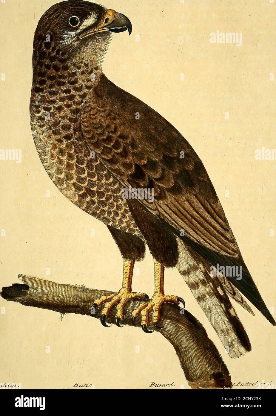 Dr richard mead hi-res stock photography and images - Alamy