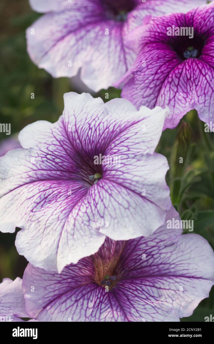 Flower vein hi-res stock photography and images - Alamy