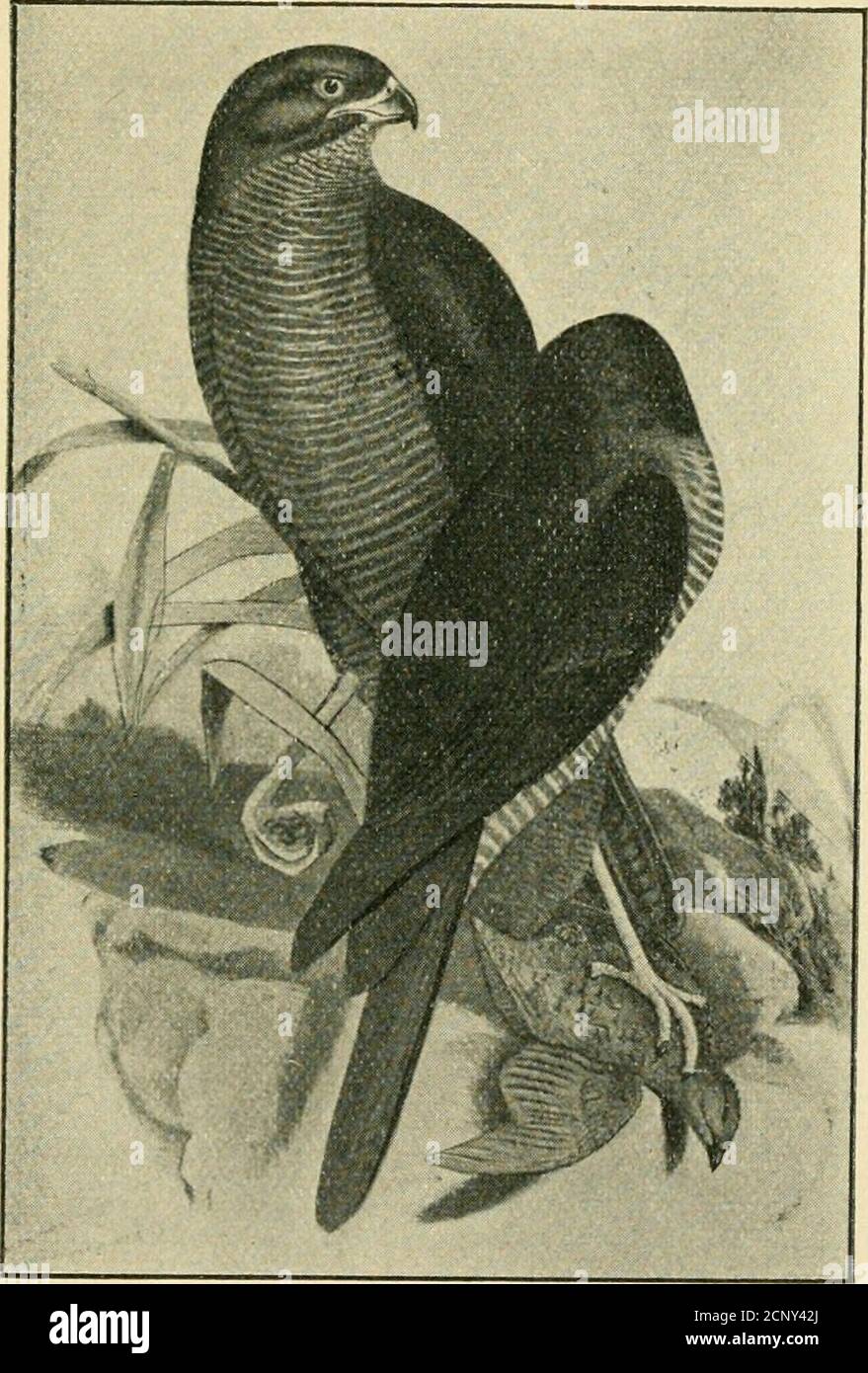 . A key to the birds of Australia : with their geographical ...