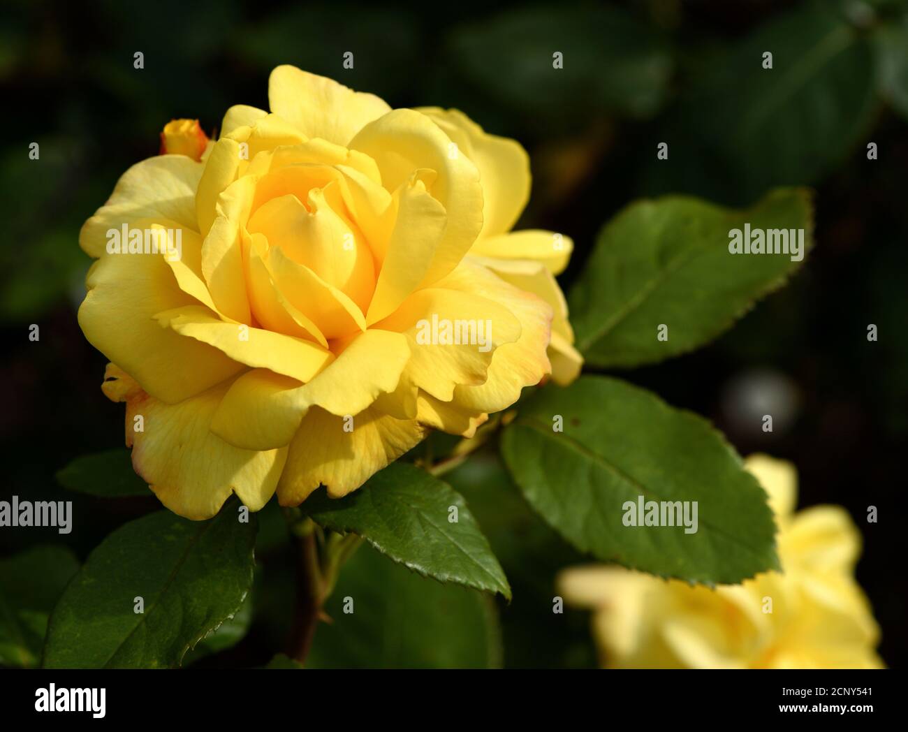 Peace rose hi-res stock photography and images - Alamy