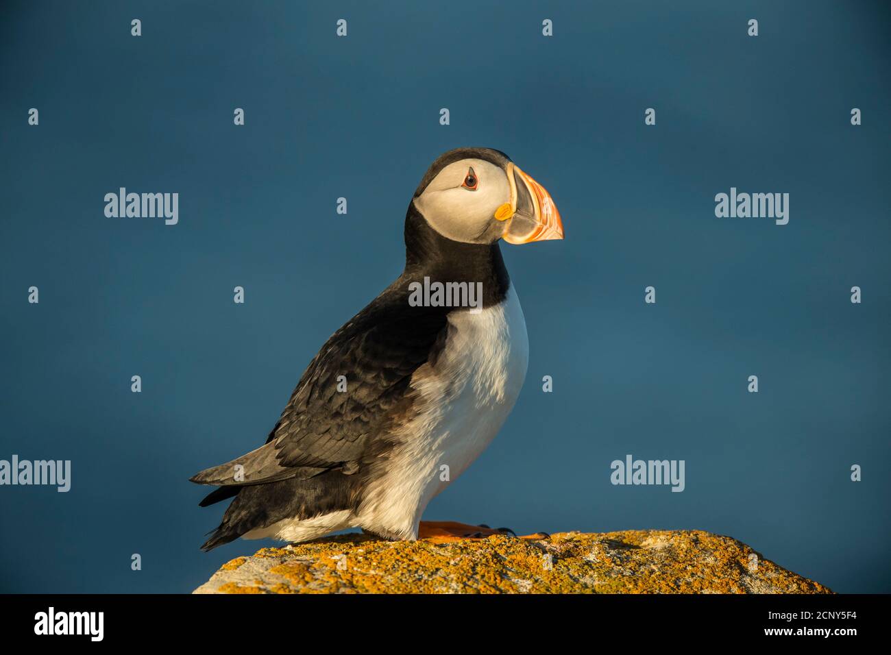 Atlantic puffin (Fratercula arctica), Elliston, Newfoundland and ...