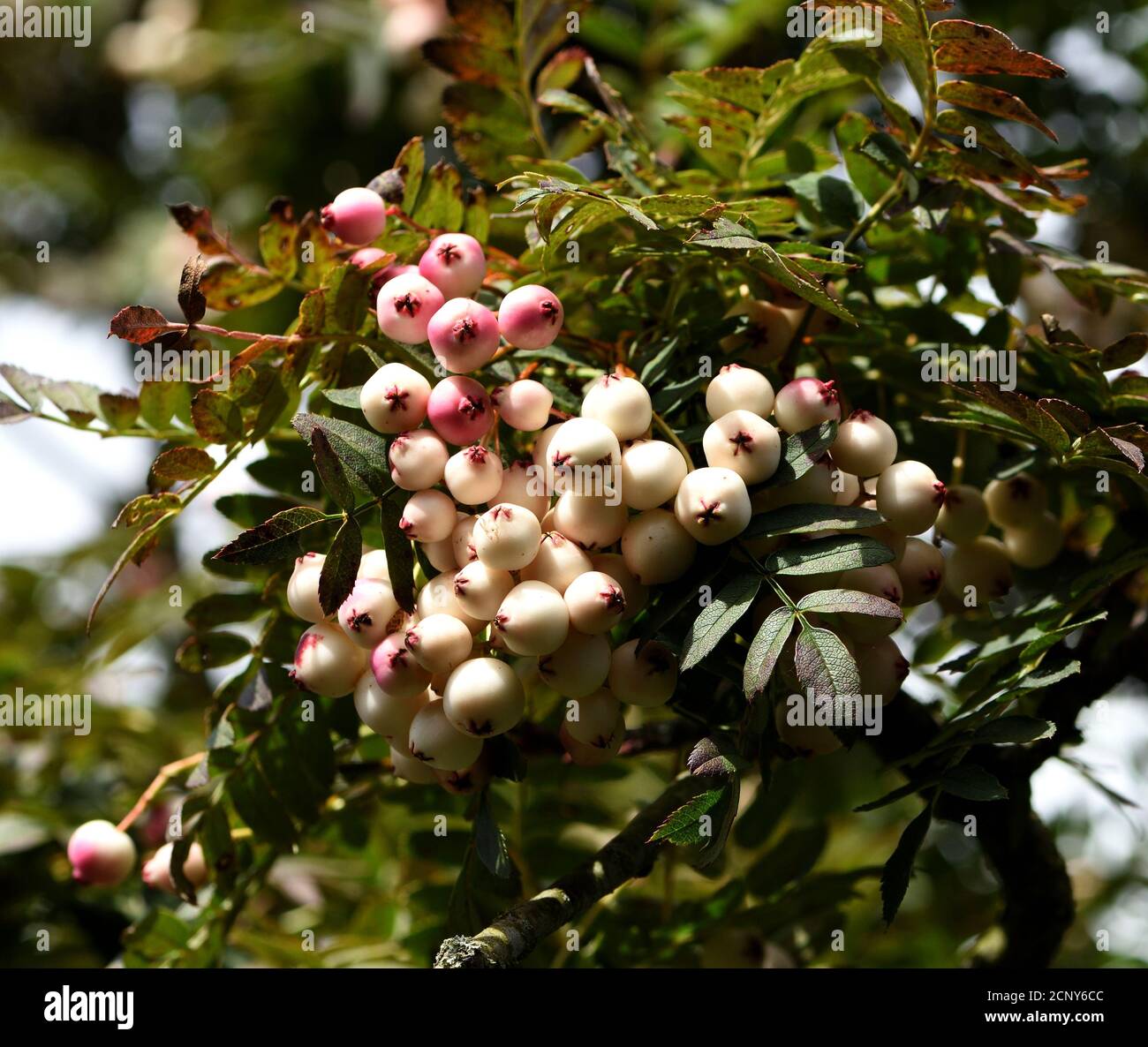 Mountain ash tree white berries hi-res stock photography and images - Alamy