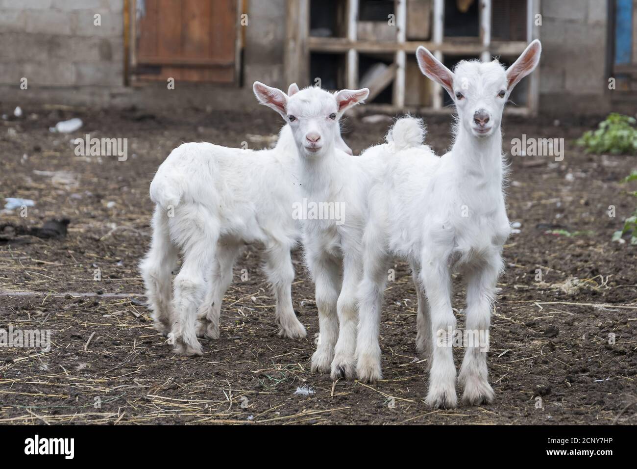 White kid goats in a farm Stock Photo - Alamy