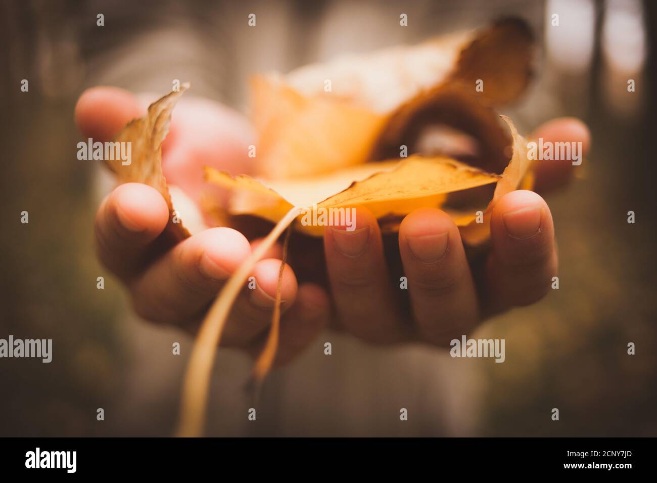 Selective focus shot of human hands holding autumn leaves Stock Photo ...