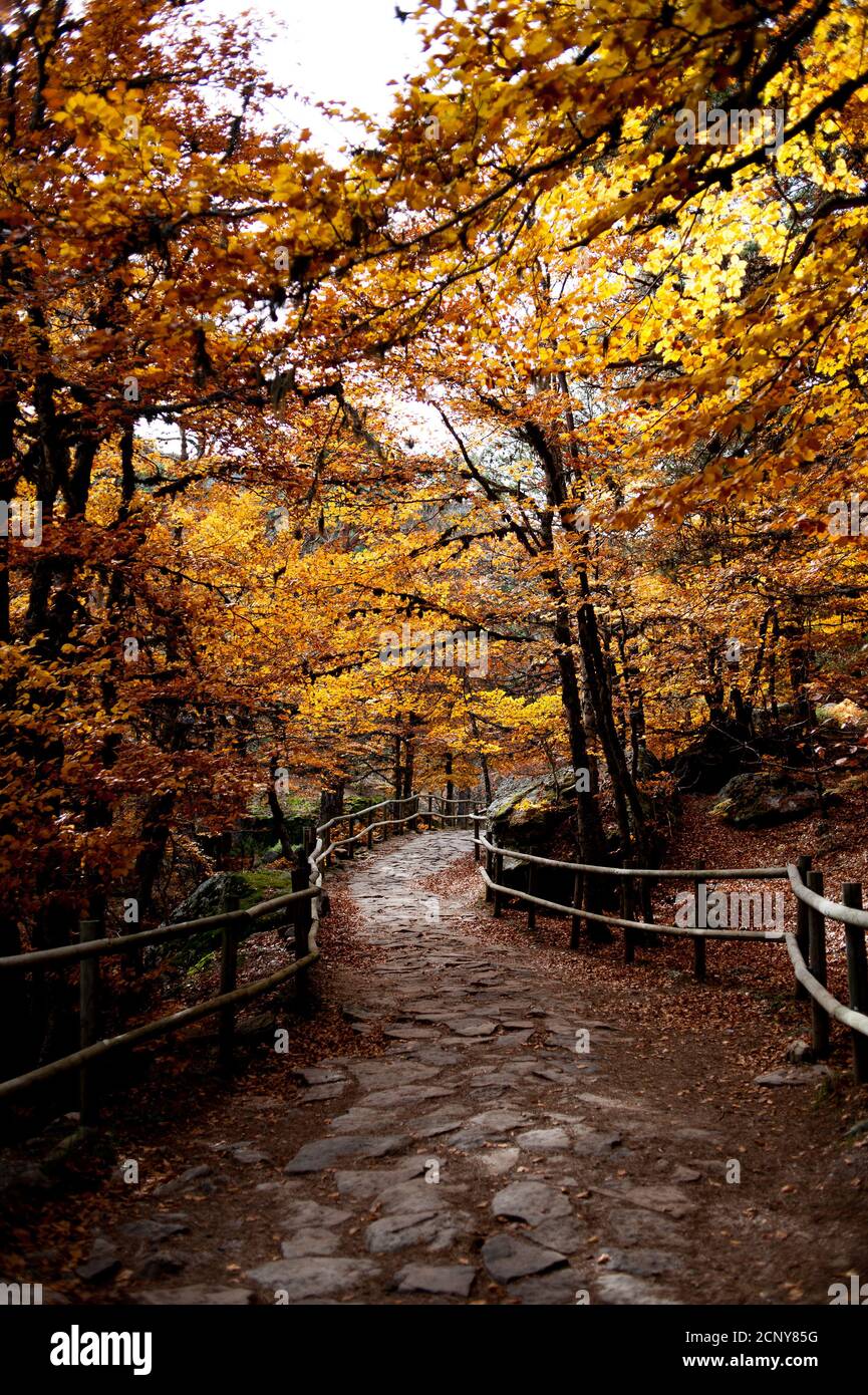 Vertical shot of a path in an autumn park Stock Photo - Alamy