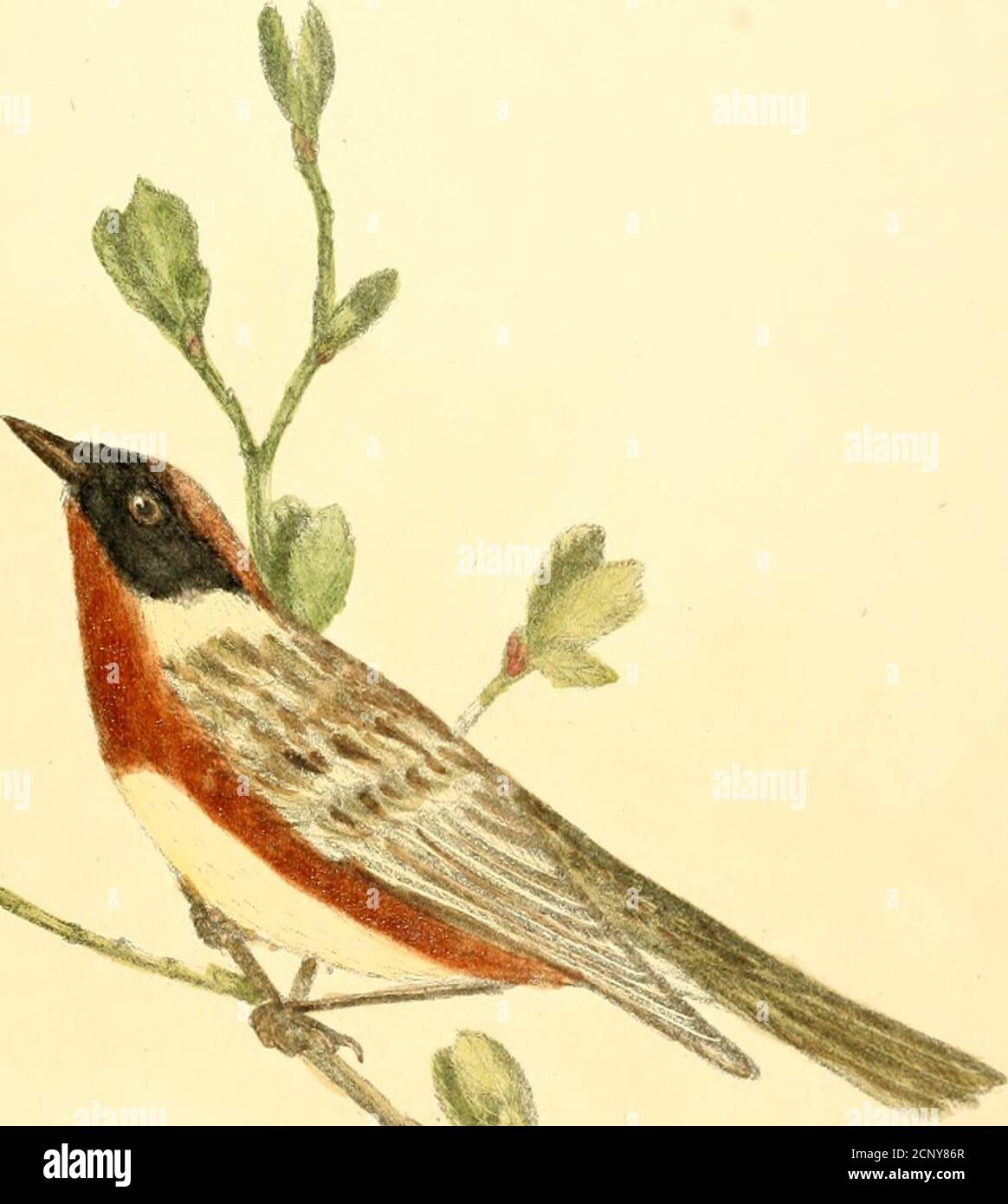 . The birds of eastern North America : with original descriptions of ...