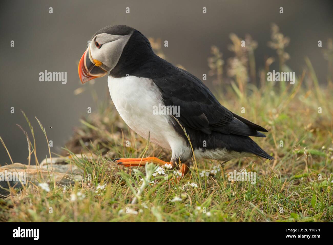 Atlantic puffin (Fratercula arctica) walking along grassy bluff ...