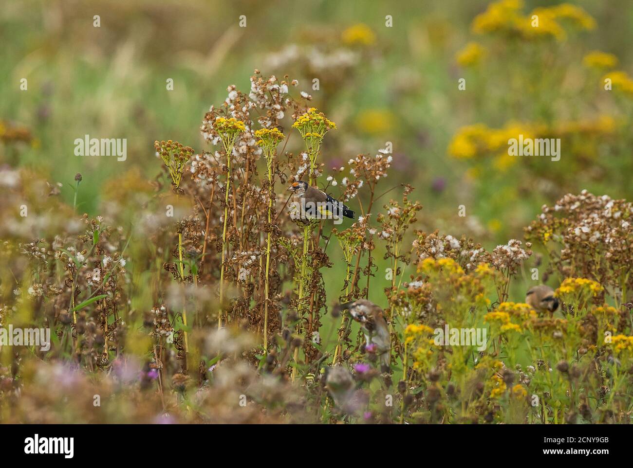 Gavin finch hi-res stock photography and images - Alamy