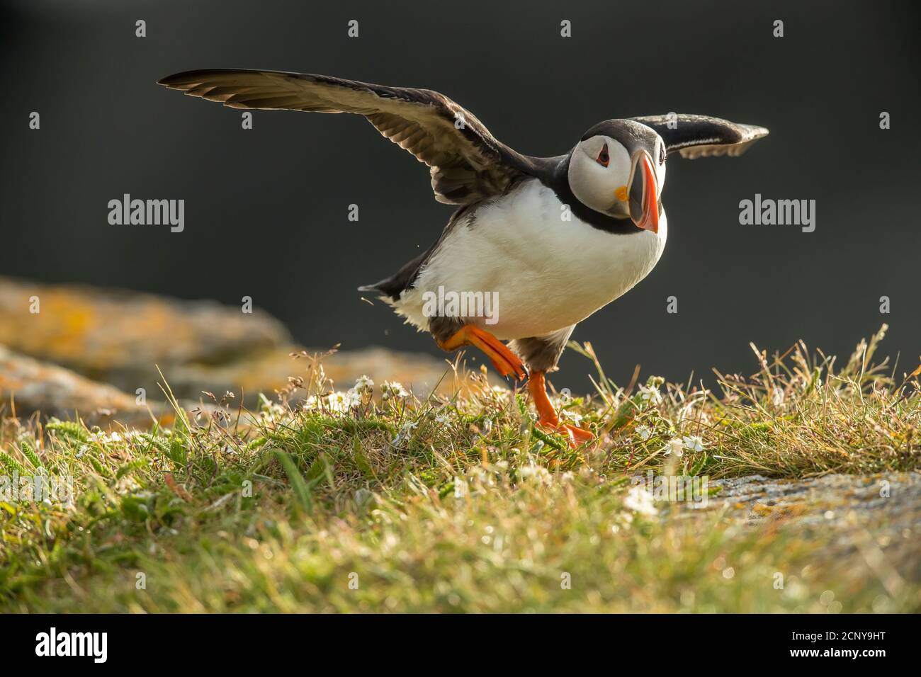 Atlantic puffin (Fratercula arctica) walking along grassy bluff ...