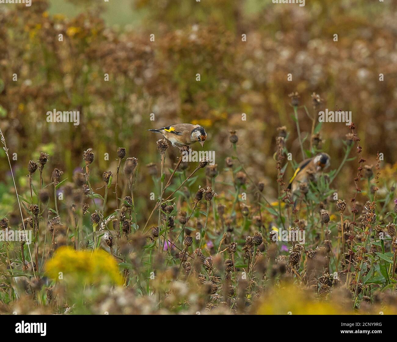 Gavin finch hi-res stock photography and images - Alamy