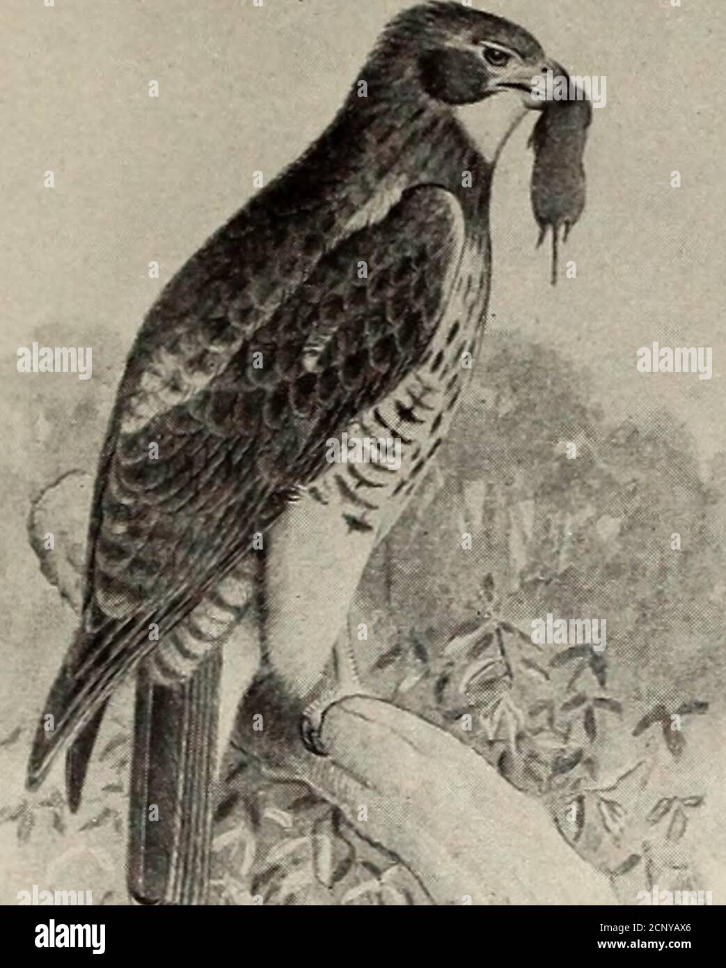 Howard hawk hi-res stock photography and images - Alamy