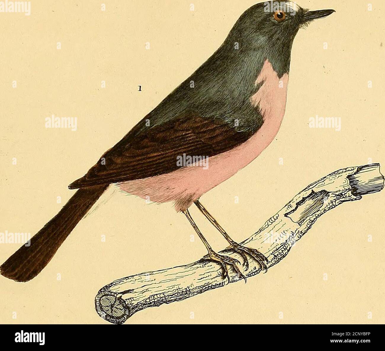 . Illustrations of ornithology . he present species, both mandibles are ...