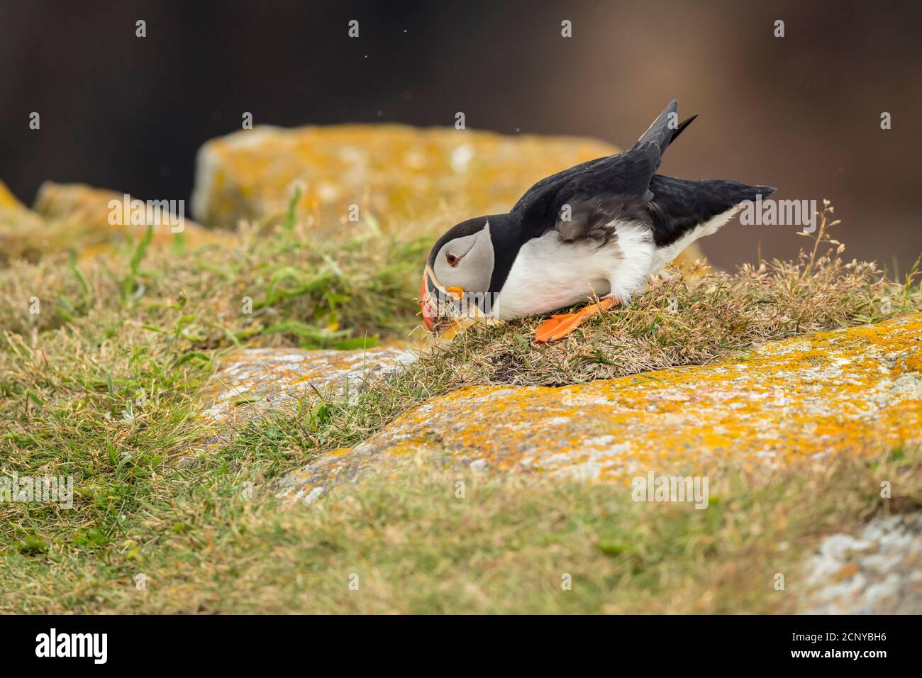 Atlantic puffin gathering nesting material hi-res stock photography and ...