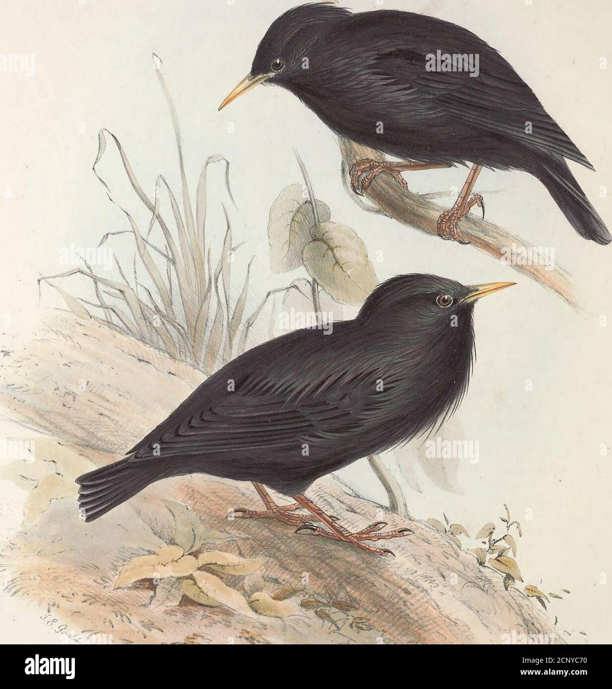 Spot the difference bird hi-res stock photography and images - Alamy