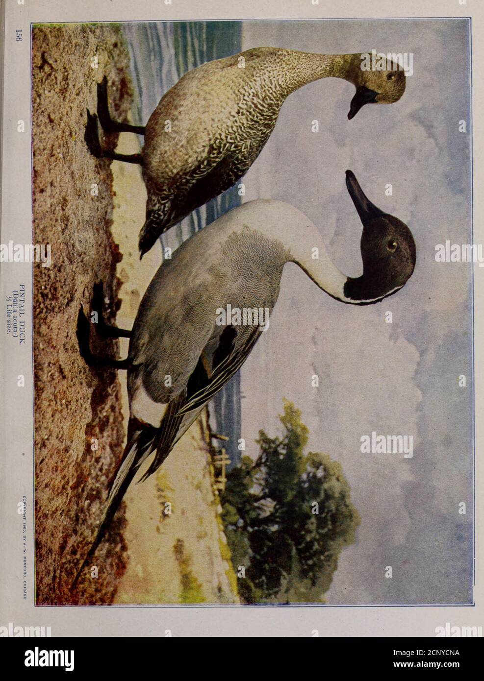 Fuscous colors hi-res stock photography and images - Alamy