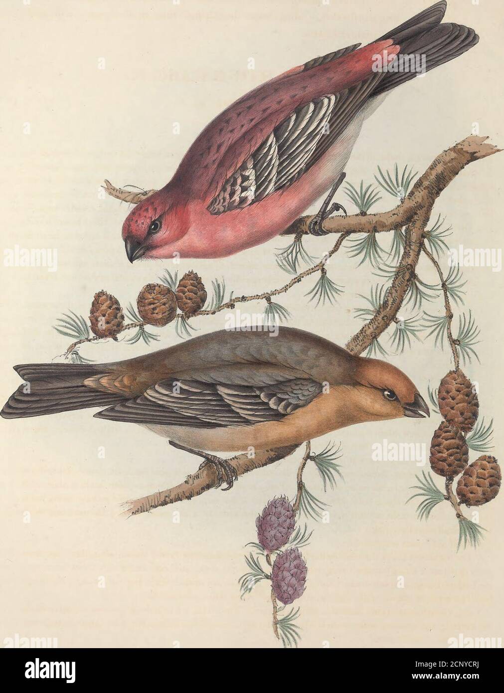 . The birds of Europe . roaching to black on the head, round theeye and ...