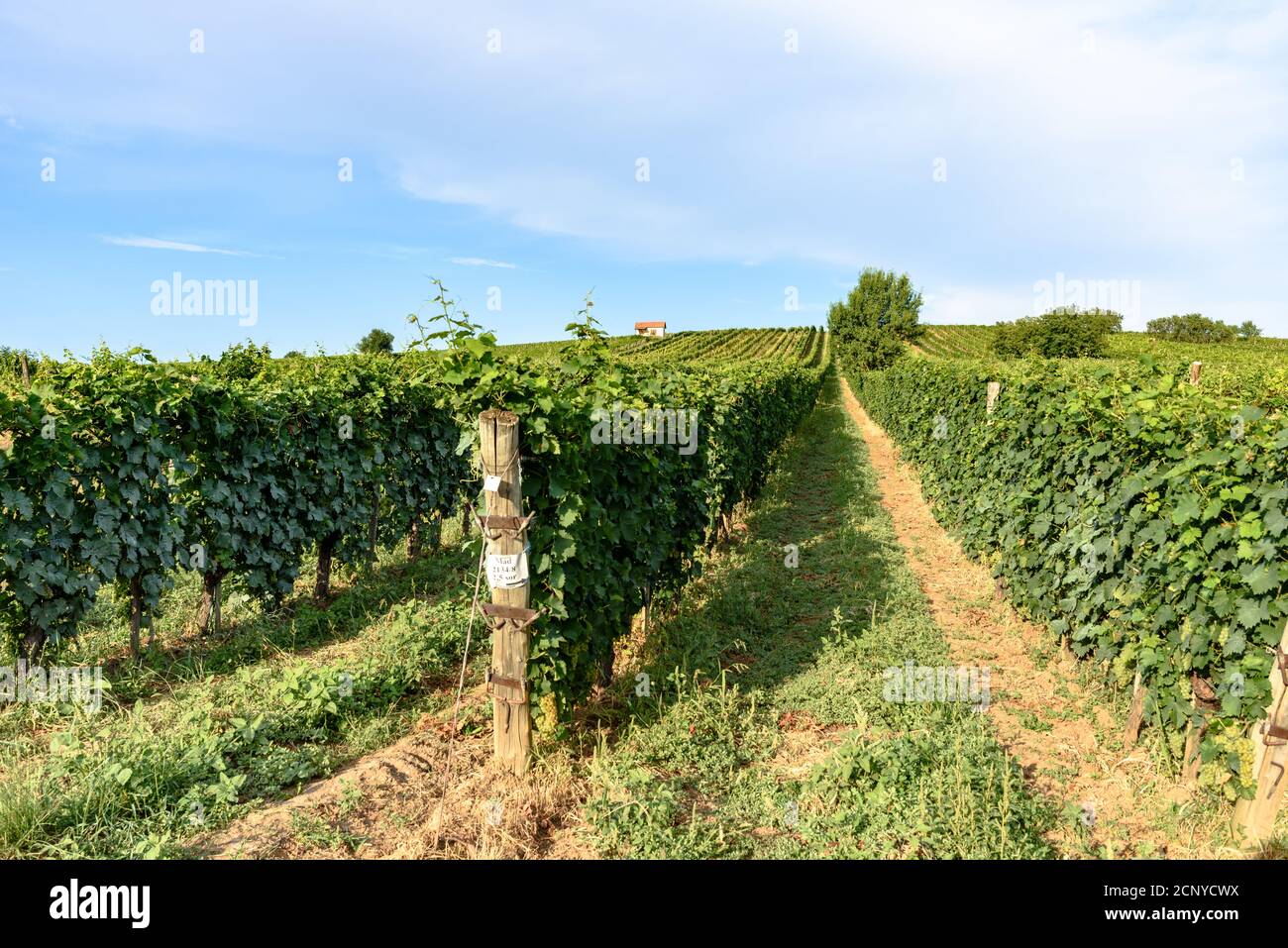 Rows of grapevines in a vineyard in Mad, Hungary Stock Photo - Alamy