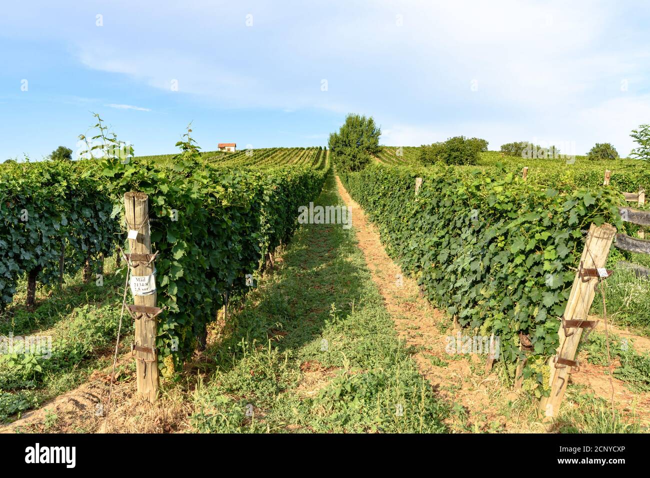 Rows of grapevines in a vineyard in Mad, Hungary Stock Photo - Alamy