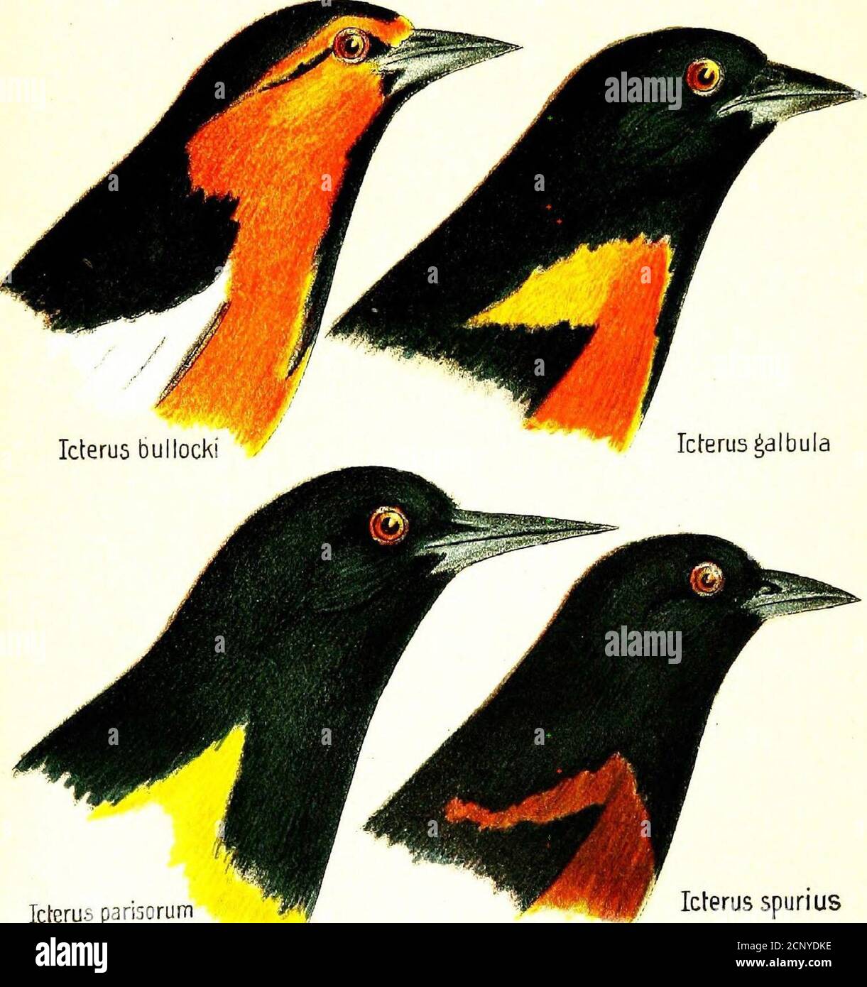 . Evolution of the colors of North American land birds . Icterus ...