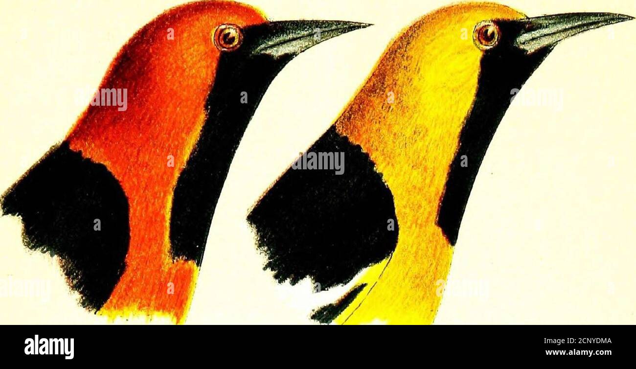 . Evolution of the colors of North American land birds . Icterus ...