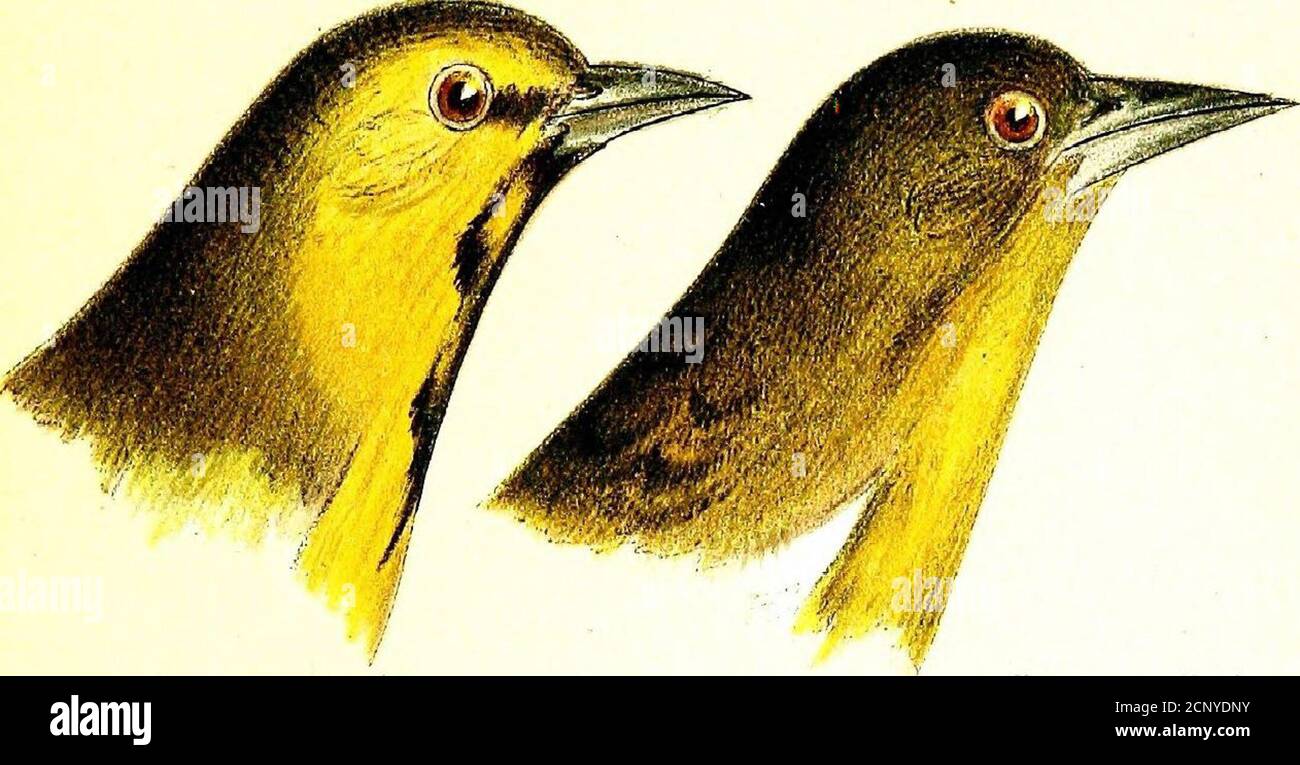 . Evolution of the colors of North American land birds . Icterus ...