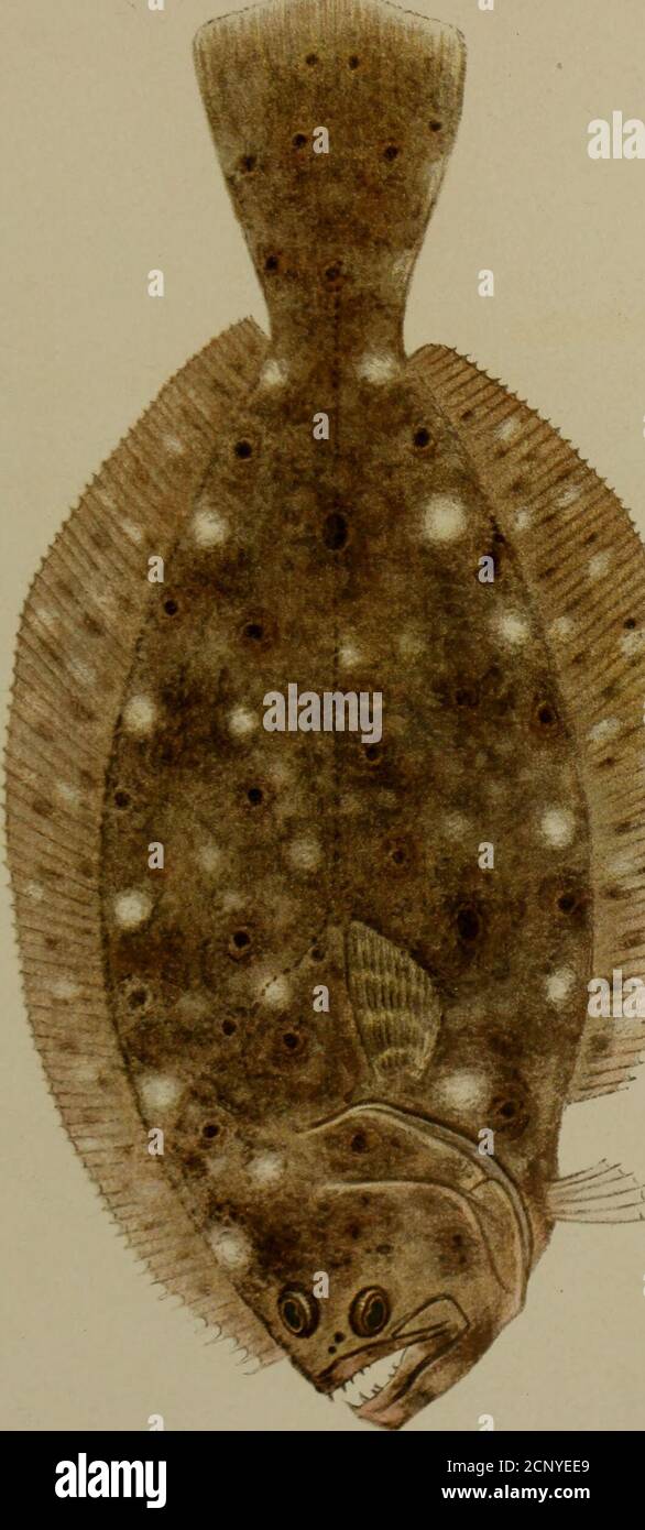 Fish louse hi-res stock photography and images - Alamy