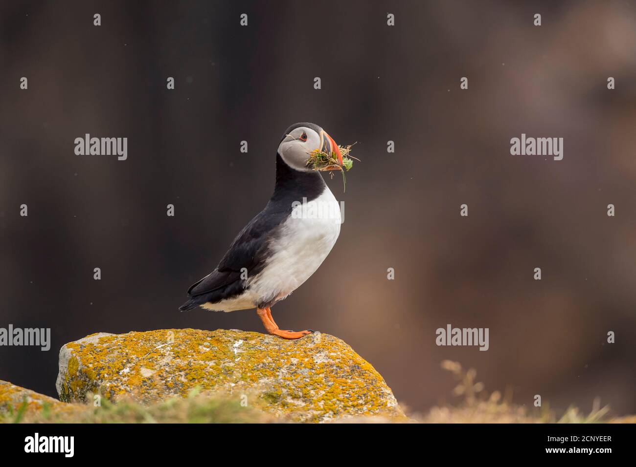 Atlantic puffin gathering nesting material hi-res stock photography and ...