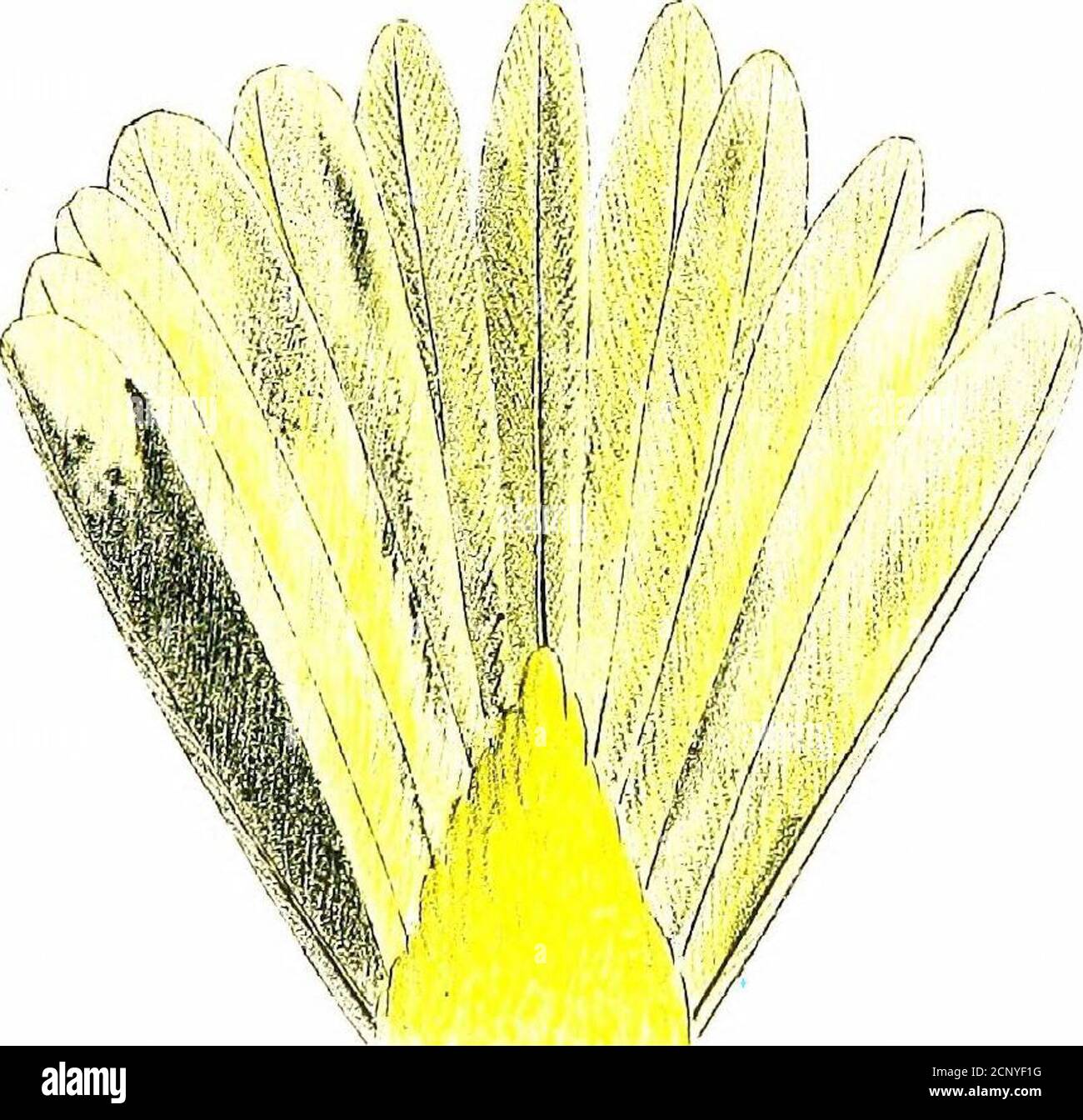 . Evolution of the colors of North American land birds . Myiarchus ...