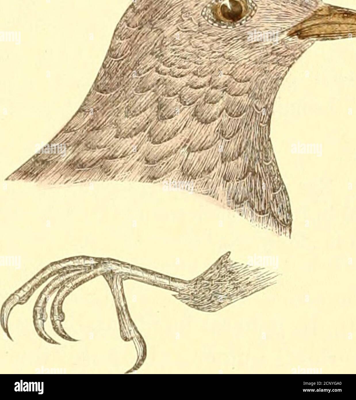 . The birds of eastern North America : with original descriptions of ...