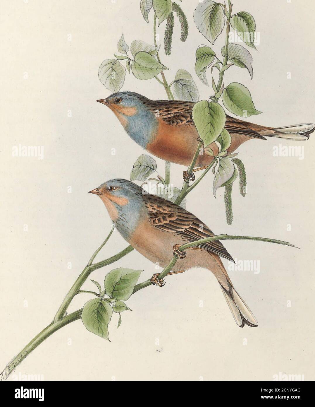 . The birds of Europe Stock Photo - Alamy