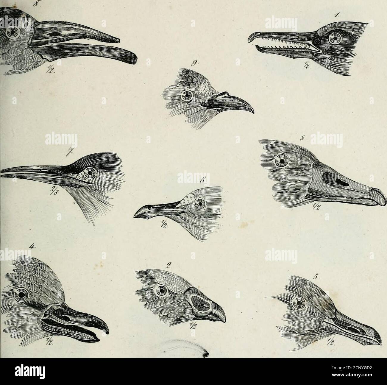 . La galerie des oiseaux . TIC-/ , r Stock Photo - Alamy