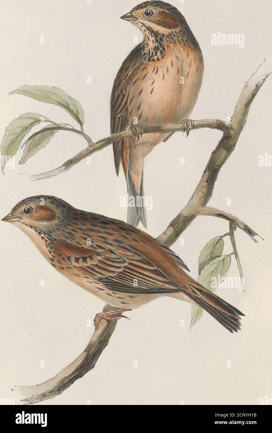 . The birds of Europe . its eggs as yet ascertained. The male has the ...