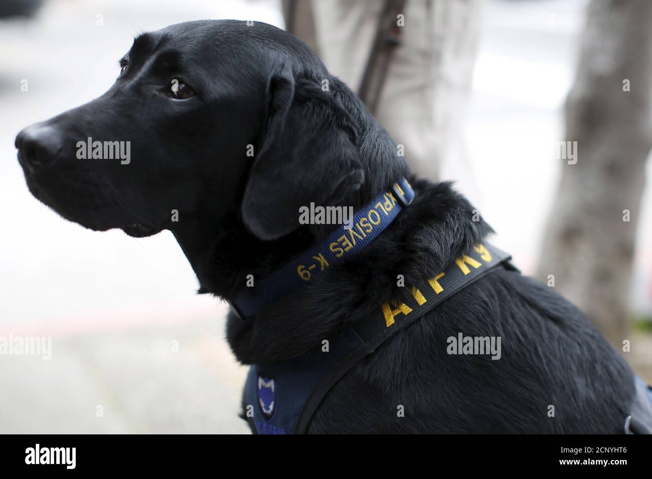 Atf dog hi-res stock photography and images - Alamy