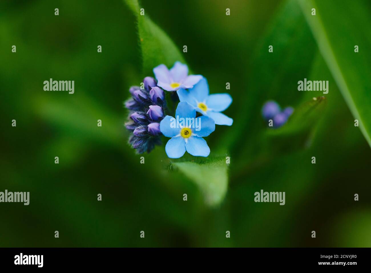Forest forget-me-not (Myosotis sylvatica), blossom, close-up Stock ...