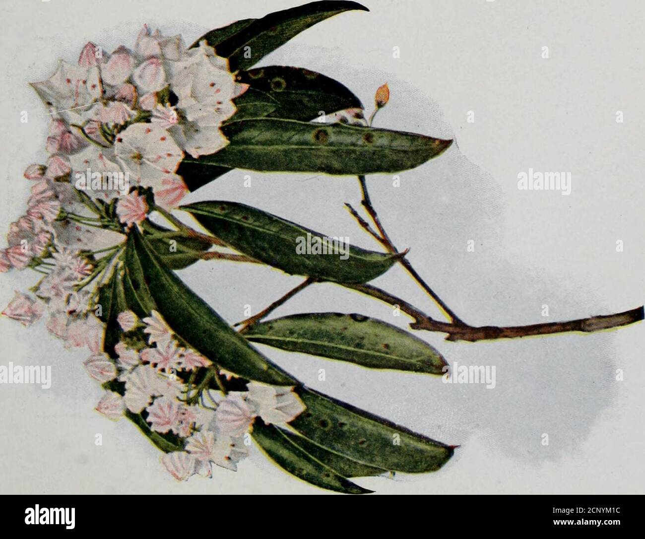 Kia plant hi-res stock photography and images - Alamy