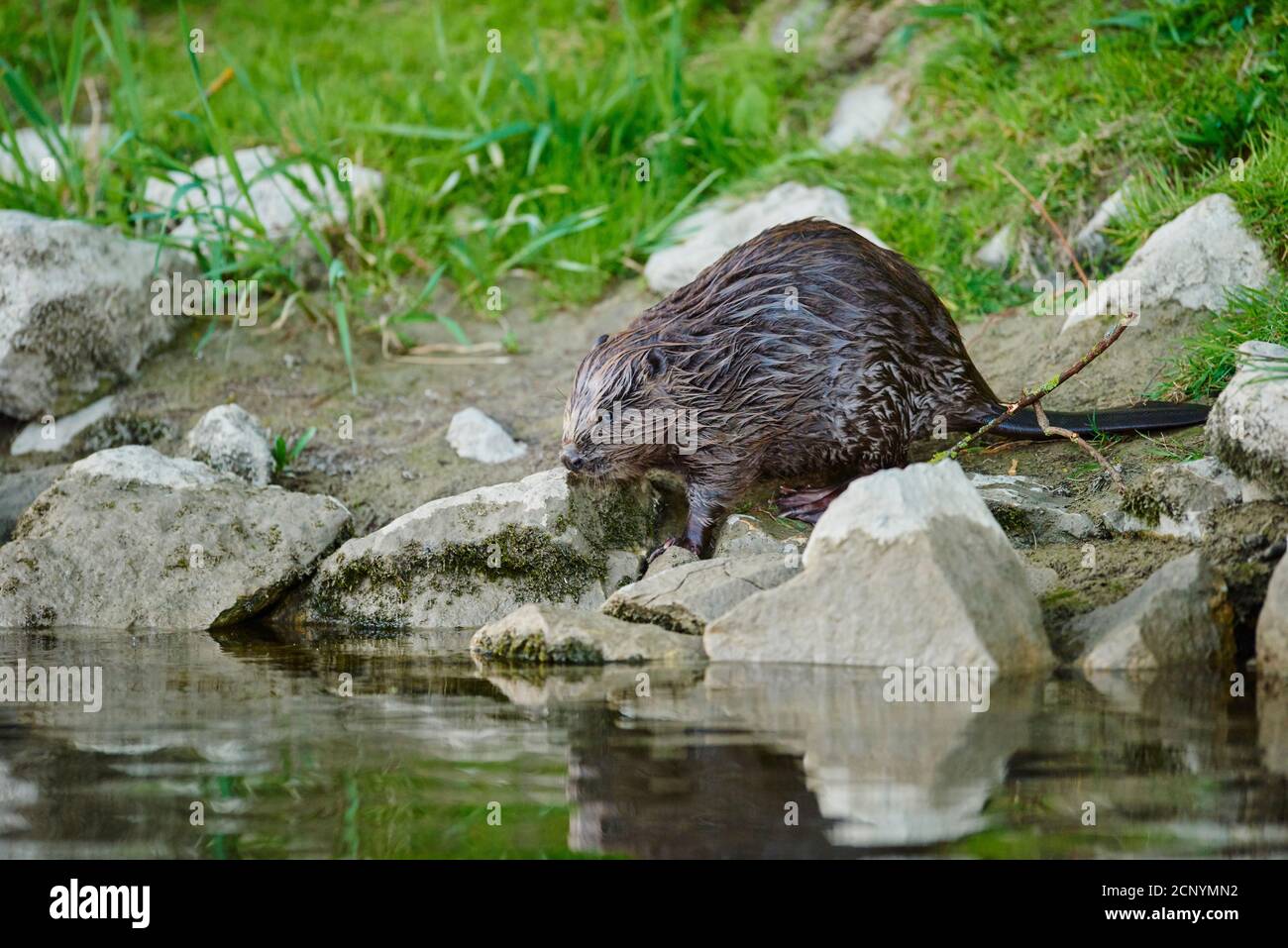 European beaver (Castor fiber), Danube, Regensburg, bank, sideways ...