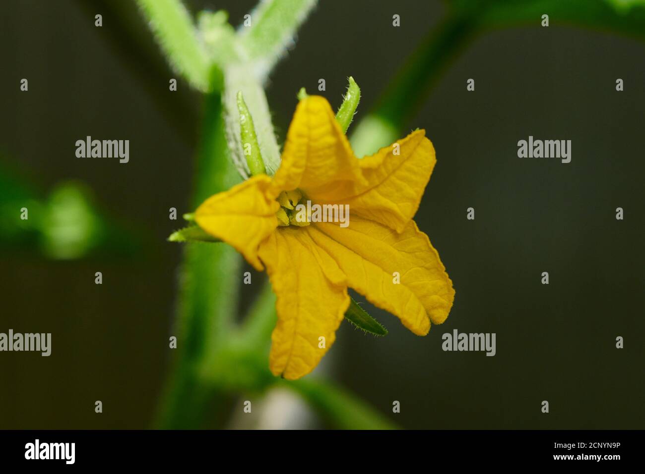 Cucumber (Cucumis sativus), blossom, fruit, breeding, close-up Stock ...