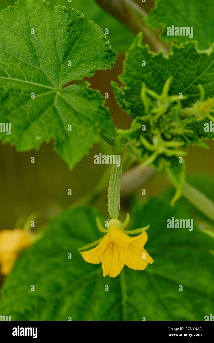 Cucumber (Cucumis sativus), blossom, fruit, breeding, close-up Stock ...