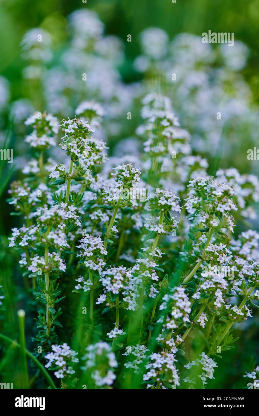 Thyme flower bed hi-res stock photography and images - Alamy
